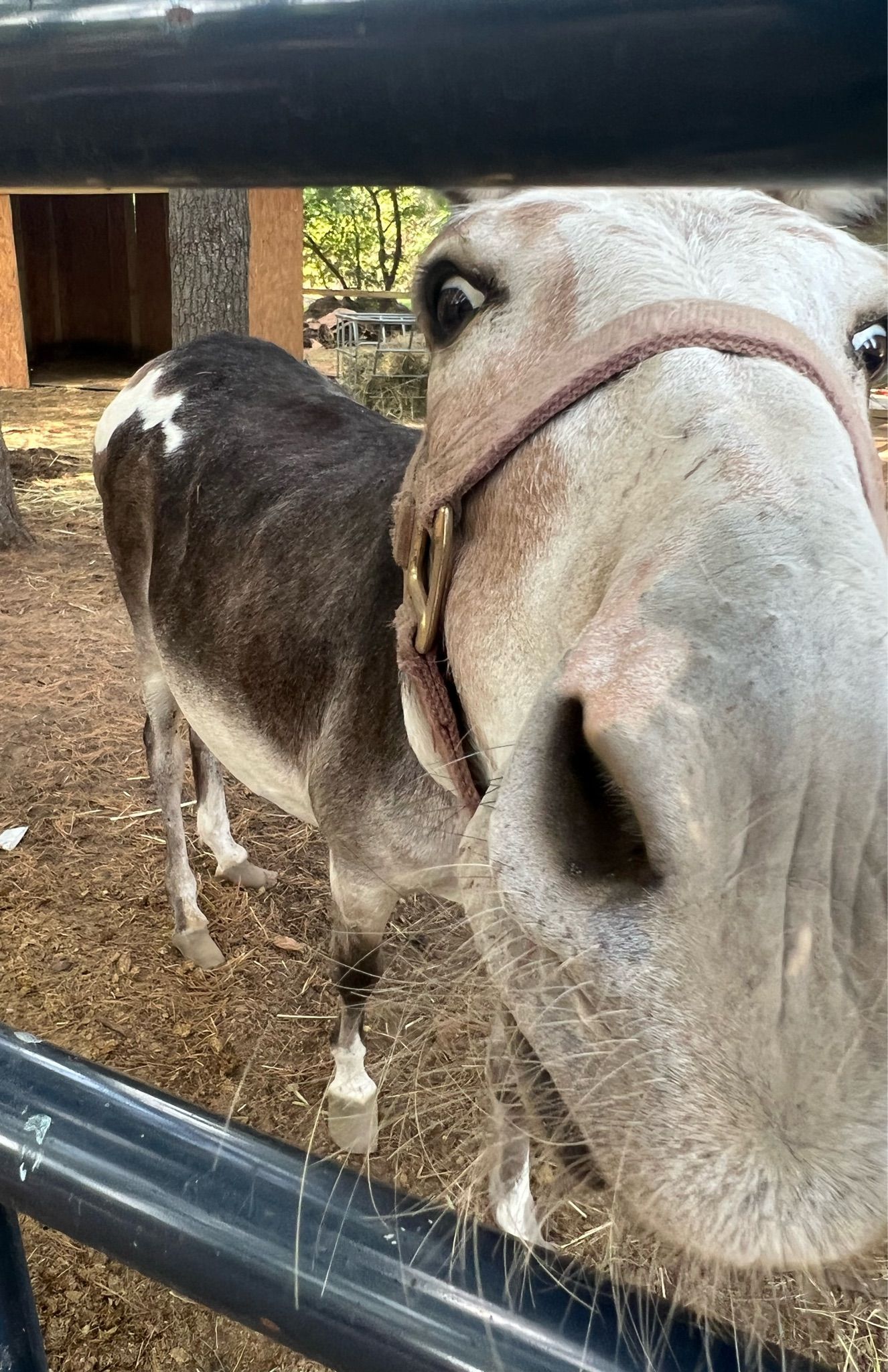 Whatnot - CHOMPP and CHOMPSDAD Livestream by chompp #coins_and_bullion