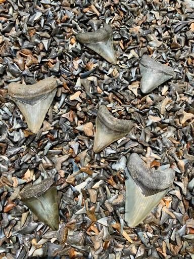 Whatnot - Wheel spins for Great White Shark Teeth!!! Livestream by ...