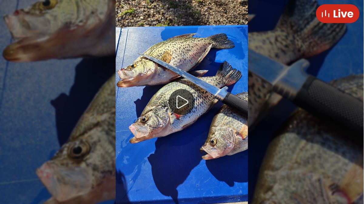 Maverick Adventure Systems Fishing Show · taviswil · Whatnot: Buy, Sell & Go Live