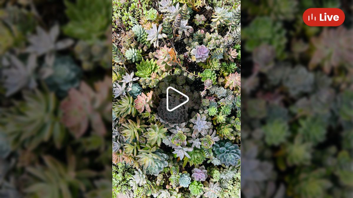 SuccaMeUps Succulent Sunday · @succaameup · Whatnot: Shop, Sell, Connect
