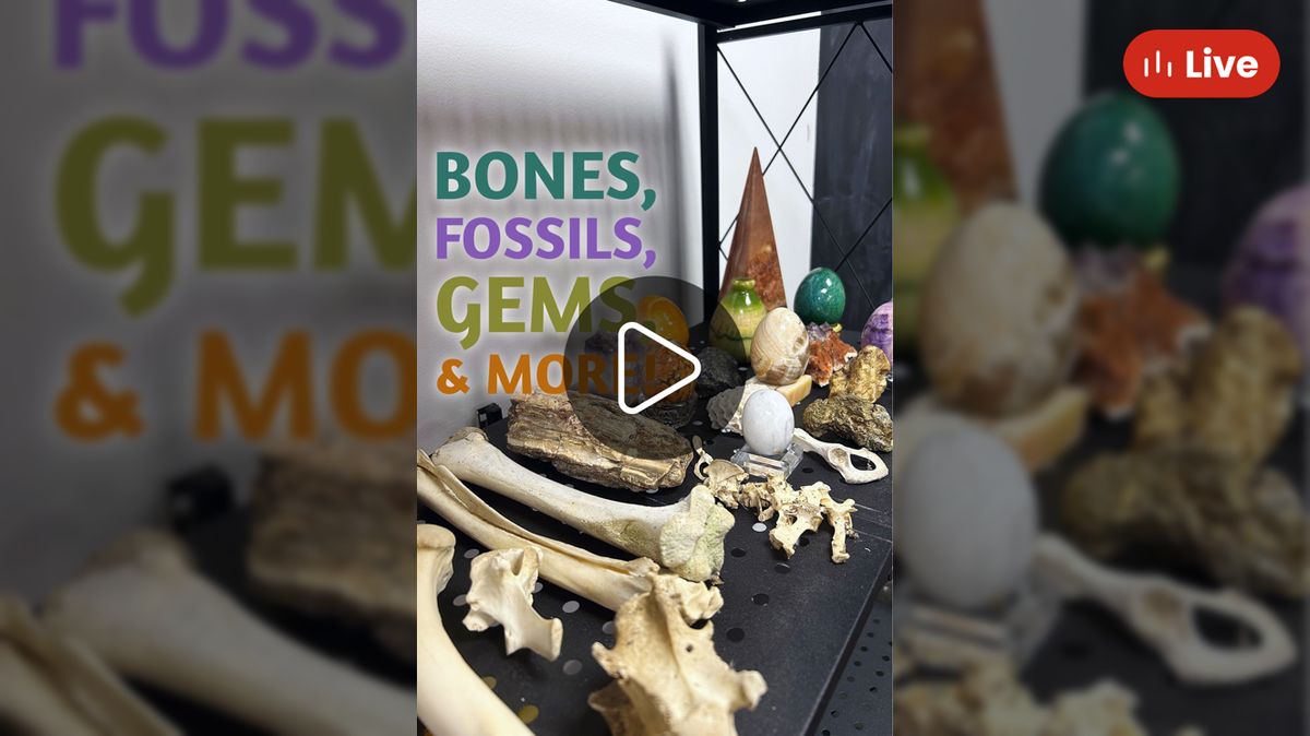 Bones & Stones! Animal bones, fossils, sediment layers, geodes, raw ...