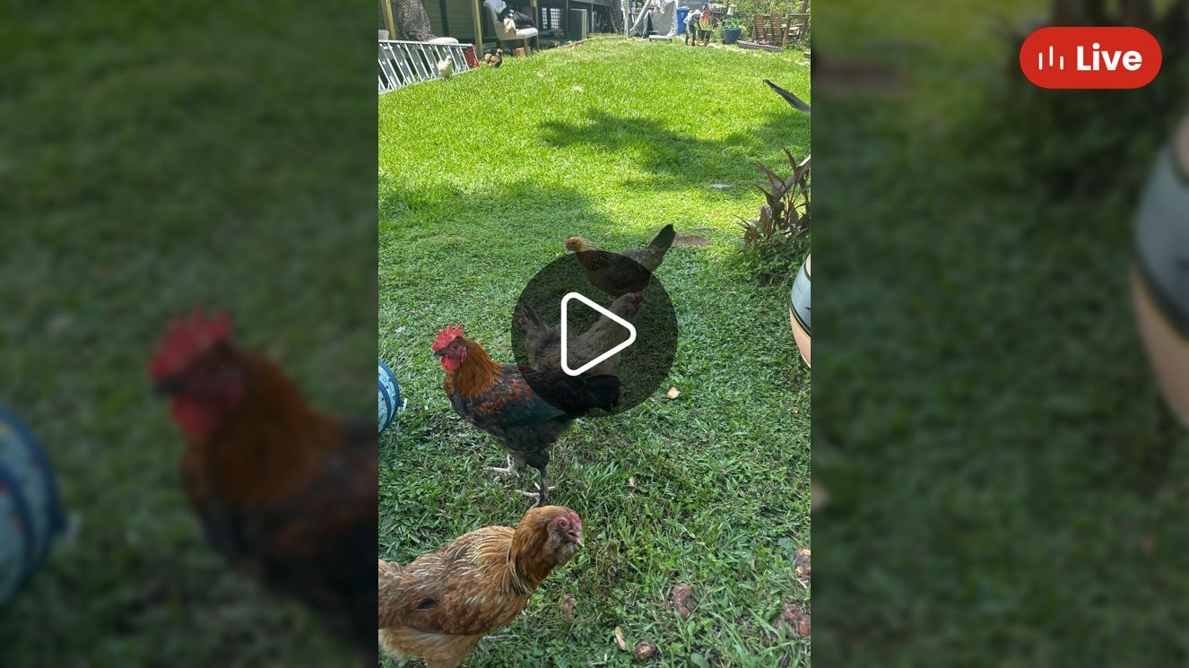 @modern_roots_n_rust's Livestream on Whatnot