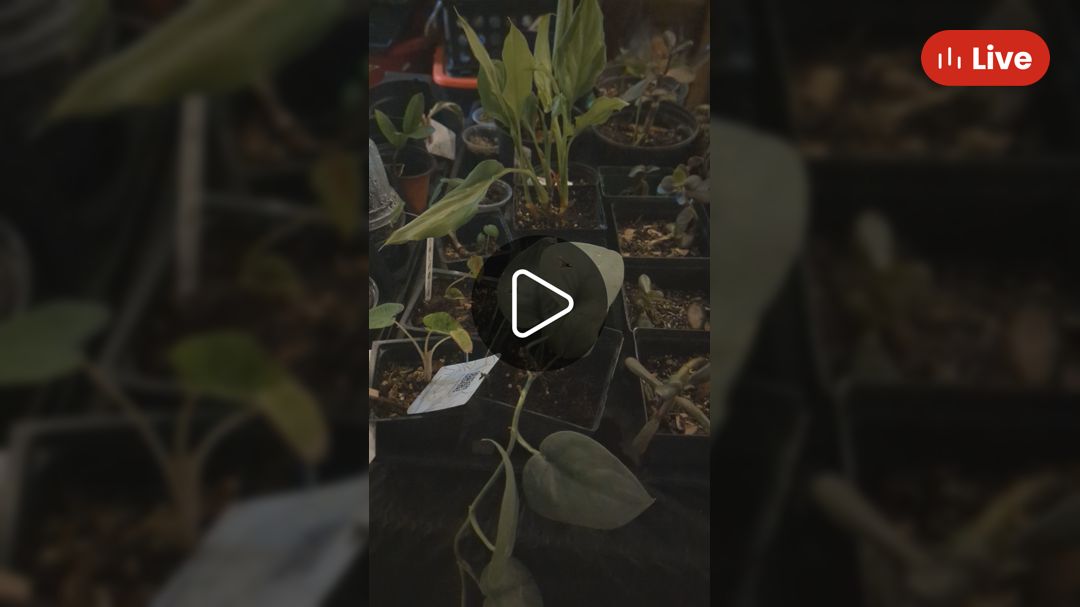 POP UP-----Props, PUPS, CORMS ,CUTTINGS · @teisharei13 · Whatnot: Shop ...