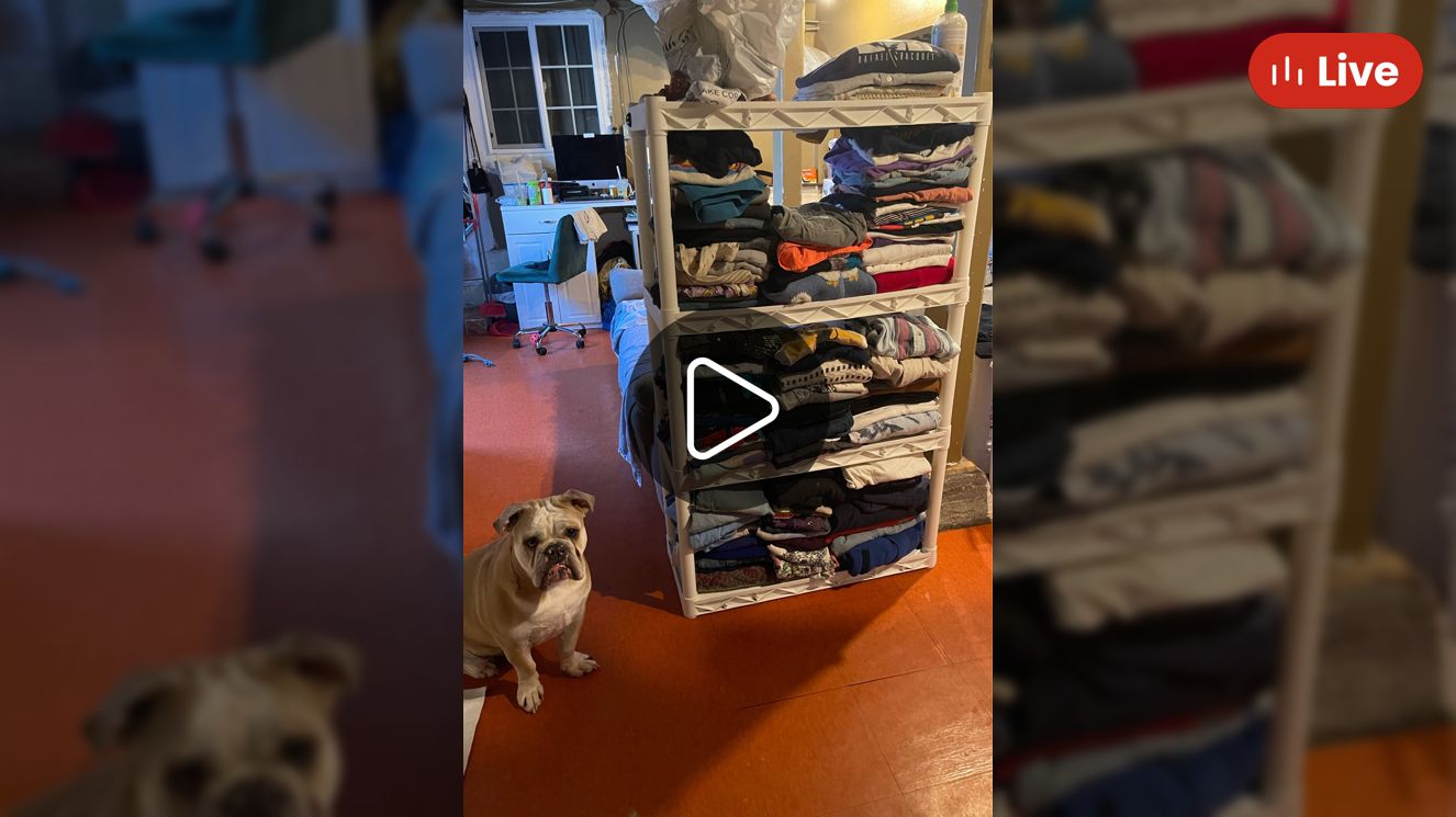 Whatnot - $1 START! PATTAGONIA, LULU, NAME BRANDS! Livestream by ...