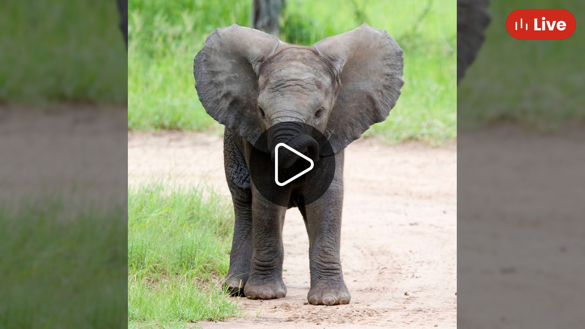 Whatnot - THURSDAY ELEPHANTS! Livestream by courtrose514 #coins_&_bullion