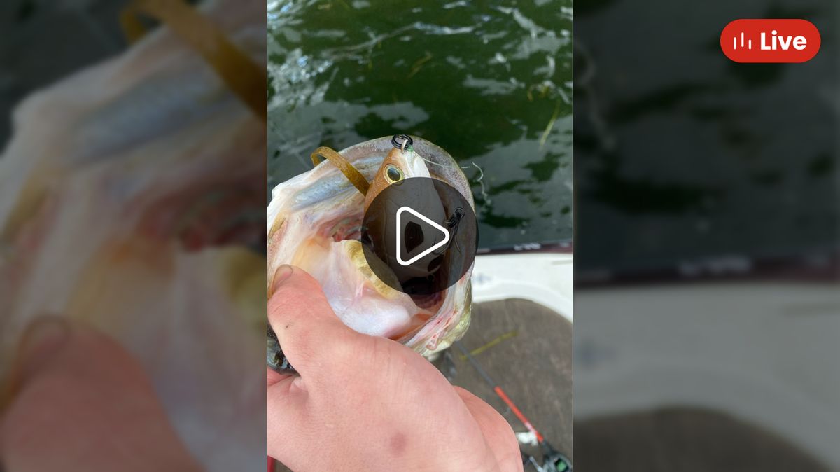 Real Bassin Fishing Hand painted, mega bass, new in box lures ...