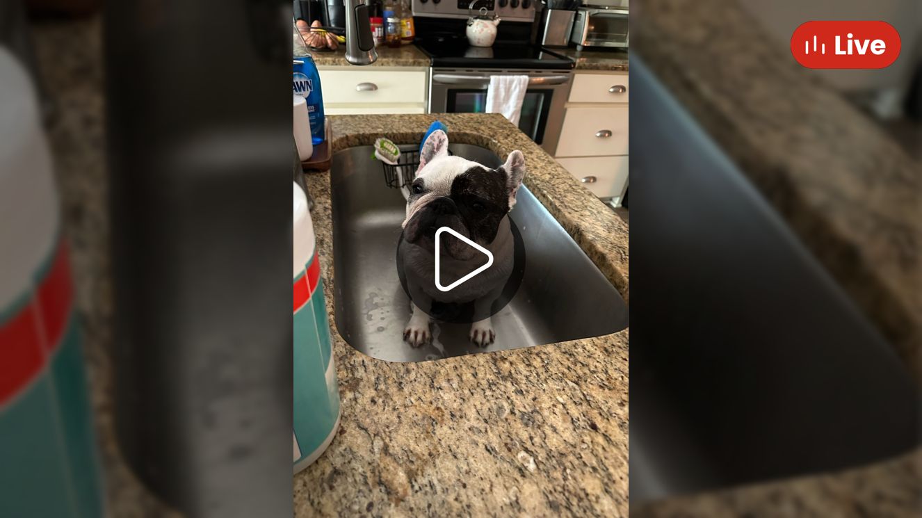 Whatnot - 🐶Insanely Cheap Rip til You HiT Madness🐻 Livestream by ...