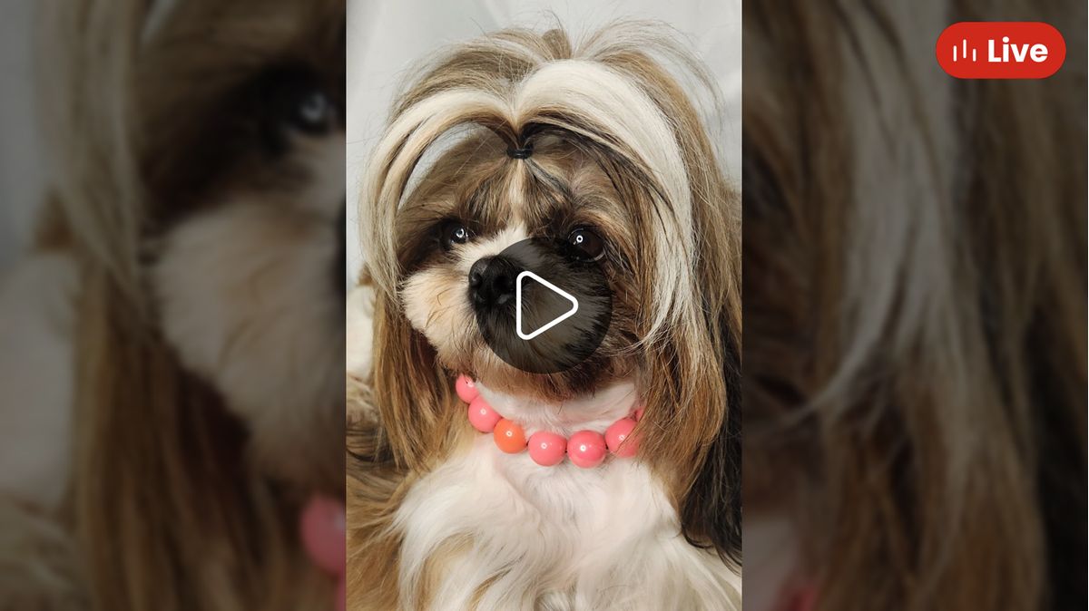 GIVEAWAYS. Hand-Made O Ring Dog Necklace Collars & Bling Leashes ...