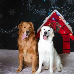 goldencardbreaks · Andrew husted · Profile · Whatnot: Buy, Sell & Go Live