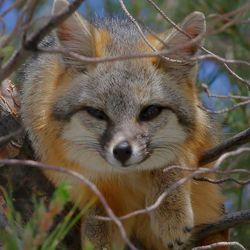 flaminfox · Jacob Caines · Profile · Whatnot: Buy, Sell & Go Live