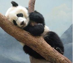 @kingpandacards · Kevin Moats · Profile · Whatnot: Shop, Sell, Connect