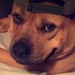 @dr_reets_md_phd · Doc · Profile · Whatnot: Shop, Sell, Connect