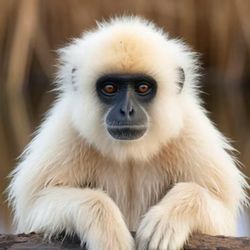 freckles_the_spider_monkey · Freckles · Profile · Whatnot: Buy, Sell ...