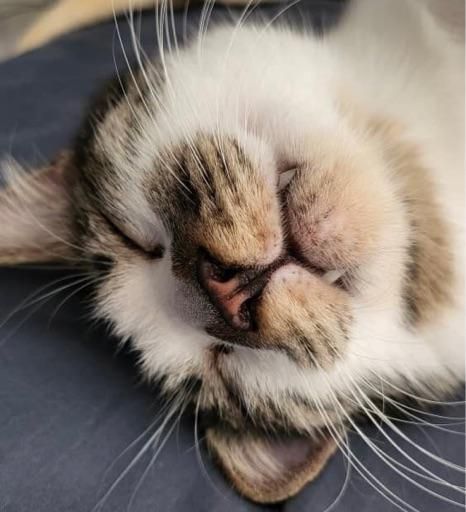 Whatnot - test stream Livestream by jigg #other