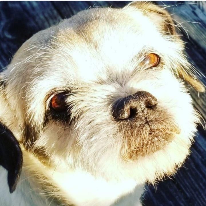 Whatnot - LIVE WALK THROUGH OF BALTIMORE COMIC CON Livestream by ...