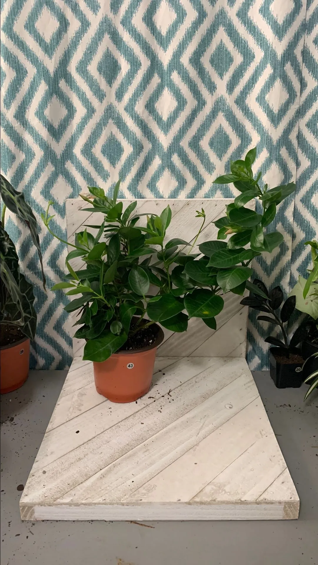 #43 Red Mandevilla · Whatnot: Buy, Sell & Go Live