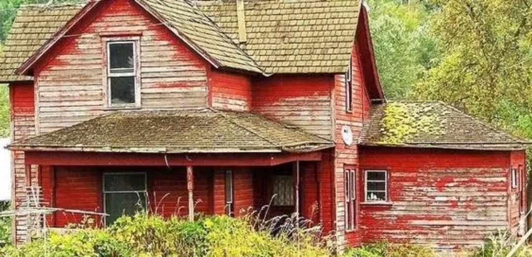 primitive_picker · Donna Masci · Profile · Whatnot: Buy, Sell & Go Live