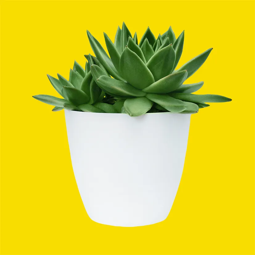 Browse · Whatnot: Shop, Sell, Connect